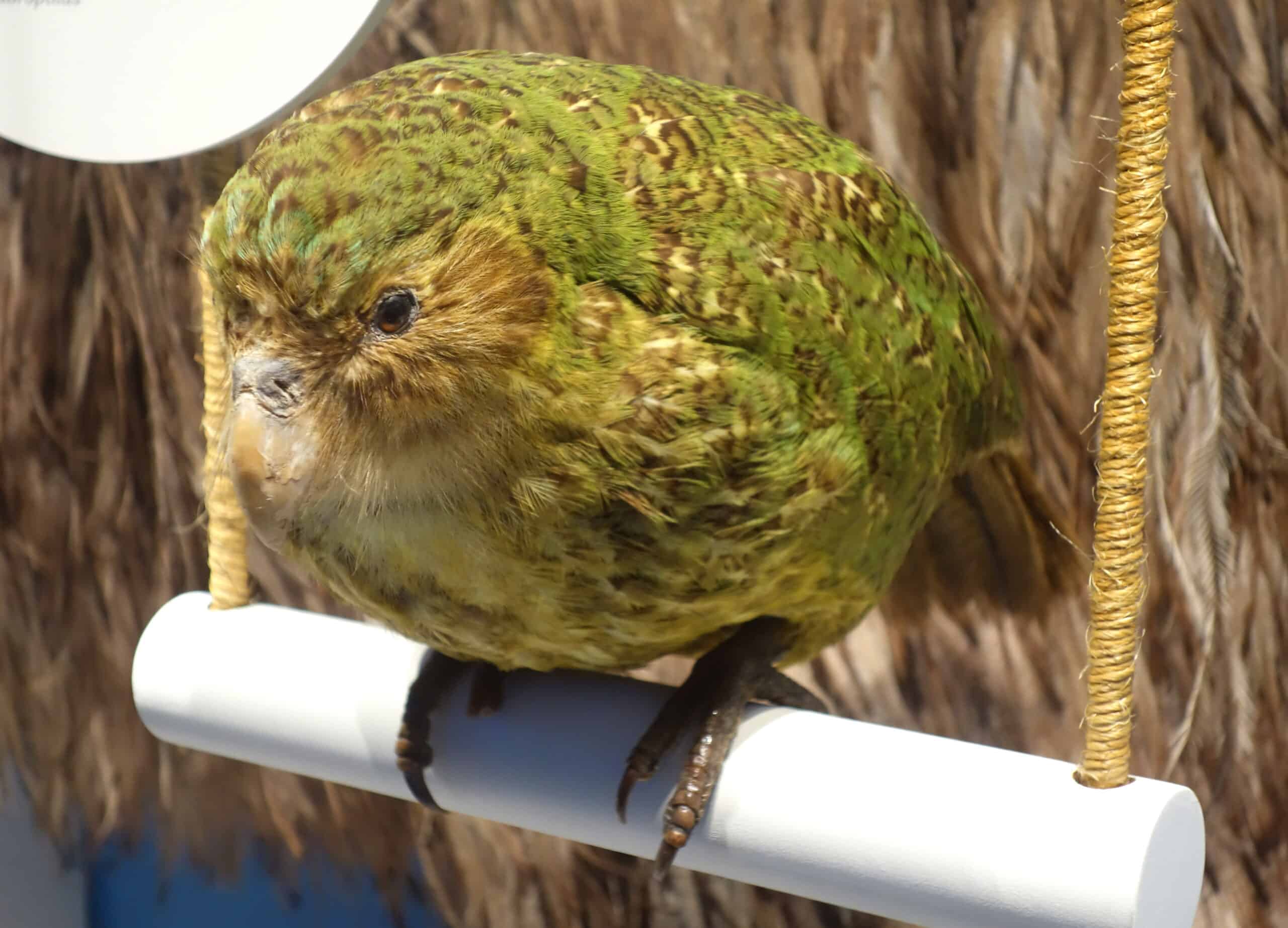 This Bird Was Presumed Extinct Since the 1940s