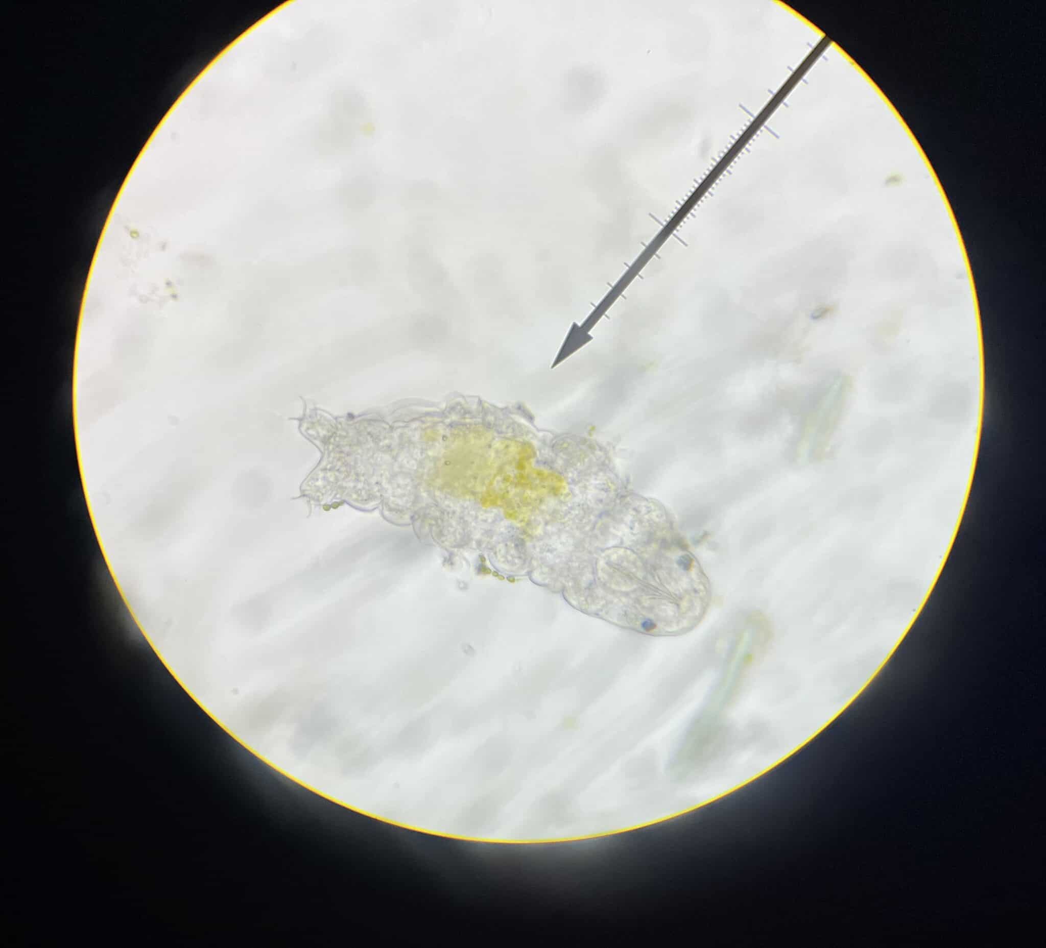 This Tiny Insect Can Survive in Outer Space—Here’s How