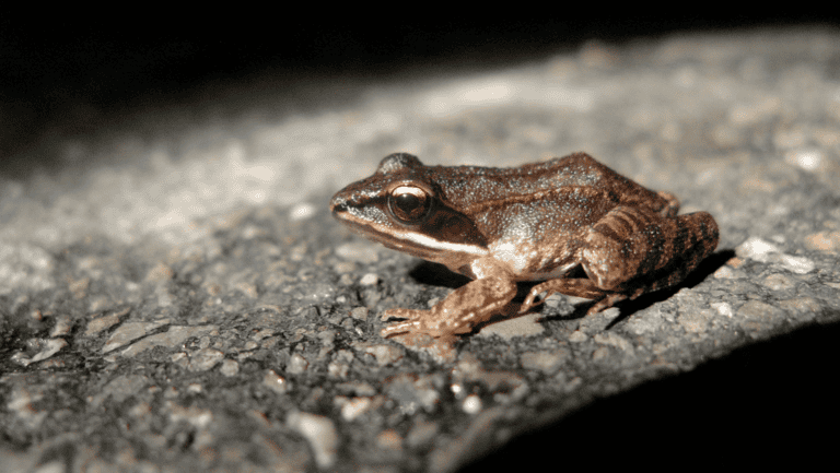 Top 12 Animal Adaptations You Have Never Heard Of - Animals Around The ...