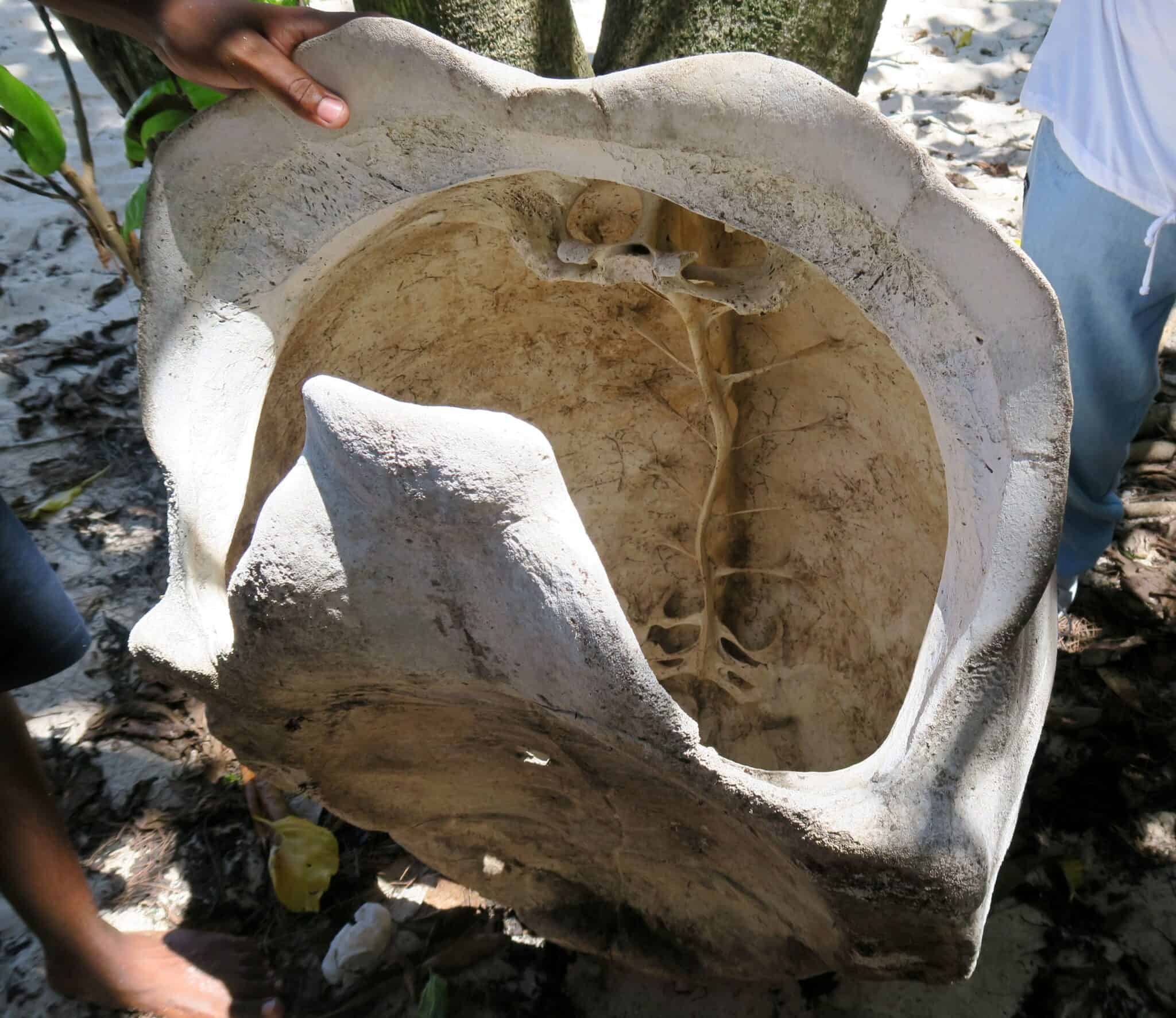 The Oldest Turtle Ever Found Could Be Over 500 Years Old