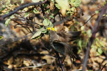 How Vampire Finches Drink Blood to Survive - Animals Around The Globe