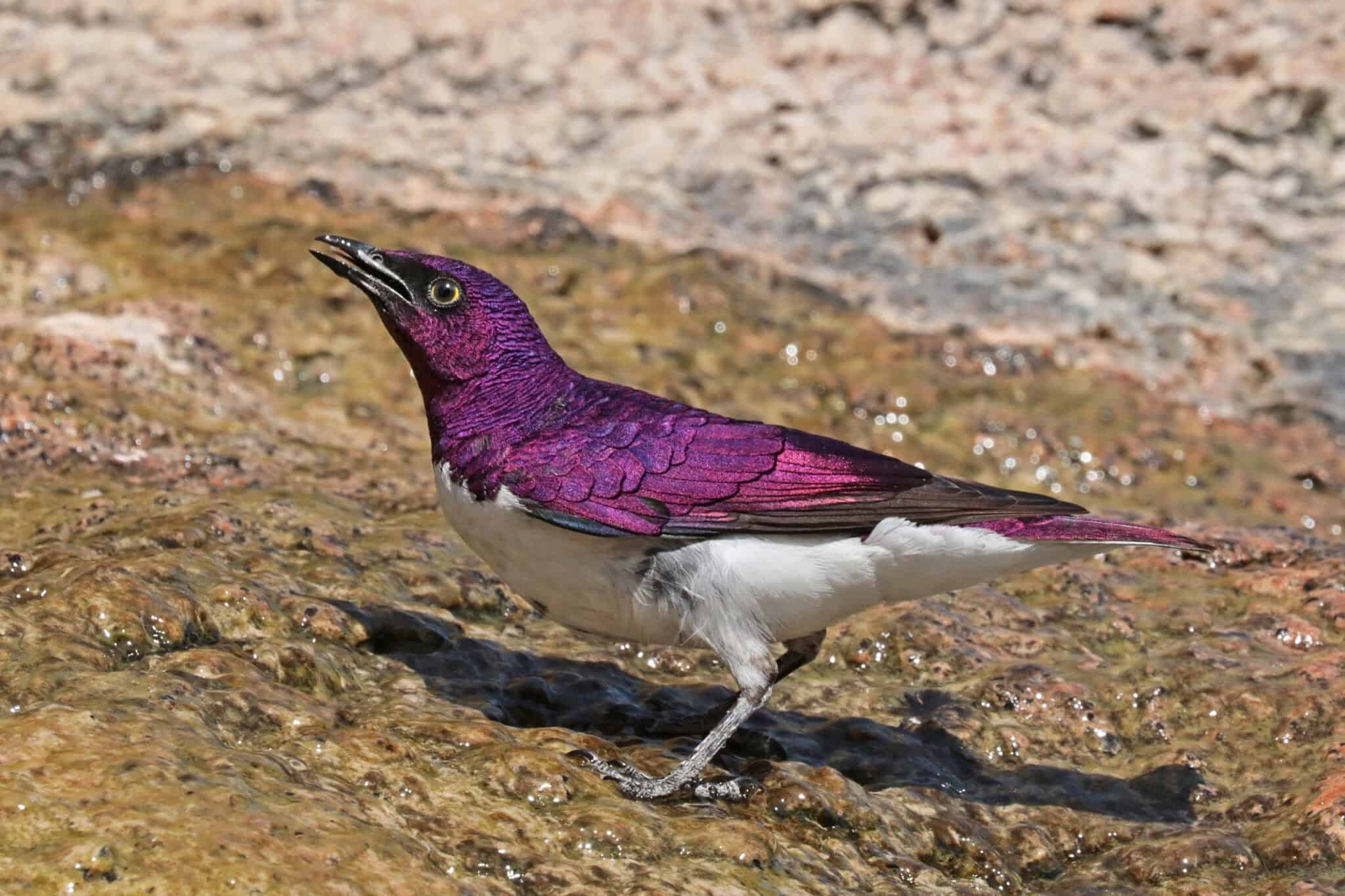 12 Wild Birds That Thrive in Urban Cities - Animals Around The Globe