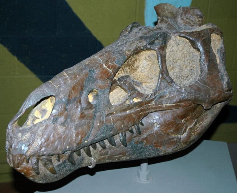 Fossils in Your Backyard? Where Dinosaurs Roamed in the USA - Animals ...