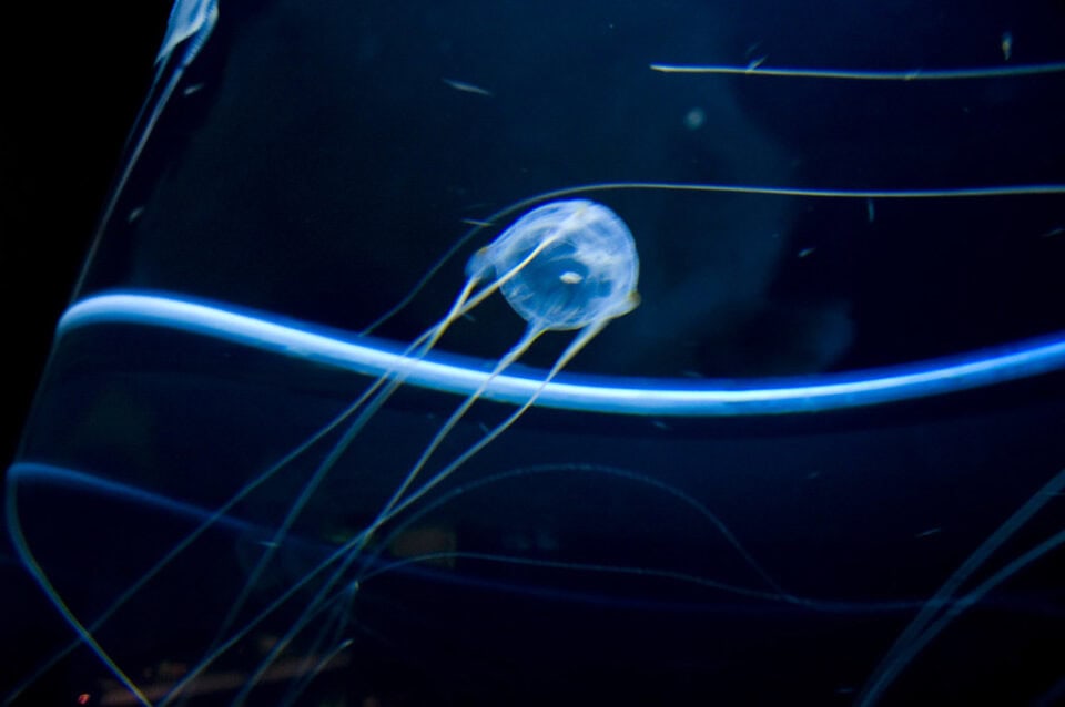 This Sea Creature Glows Using a Completely New Protein - Animals Around ...