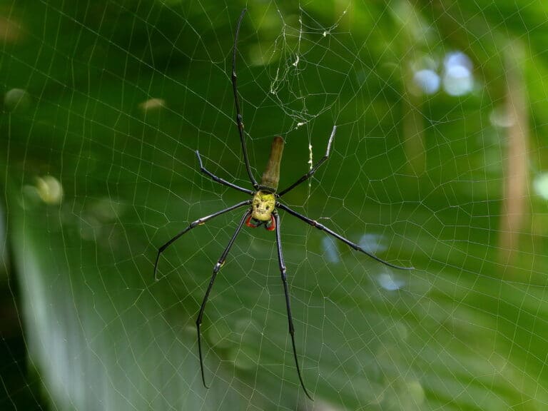 Meet the Real Spider Behind Spider-Man’s Powers - Animals Around The Globe