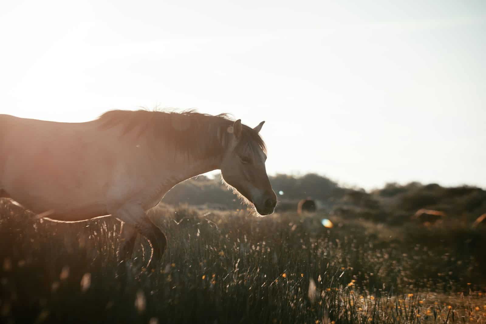 These Wild Horses Are Now Protected by Law—Here’s Why - Animals Around ...