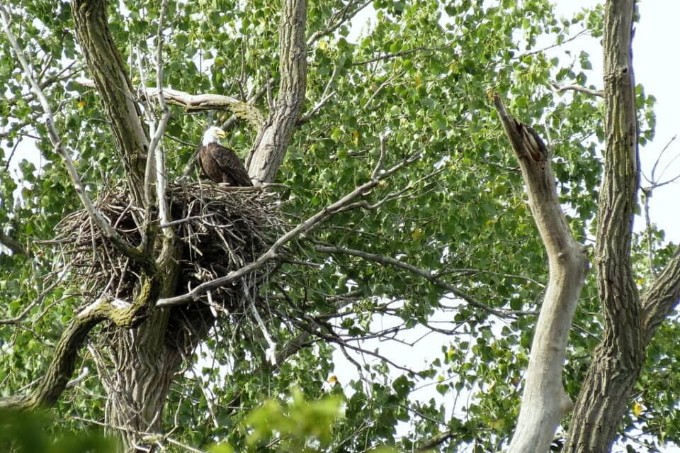 The Largest Eagle Nest Ever Recorded Found in Alaska