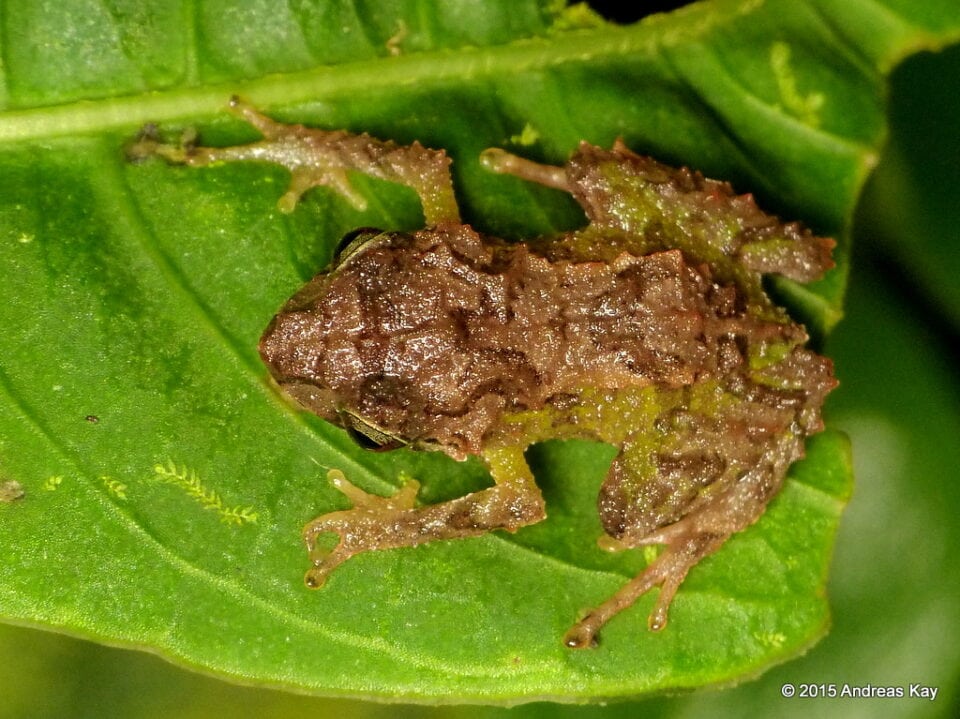Why Darwin’s Frog Carries Its Young in Its Mouth - Animals Around The Globe
