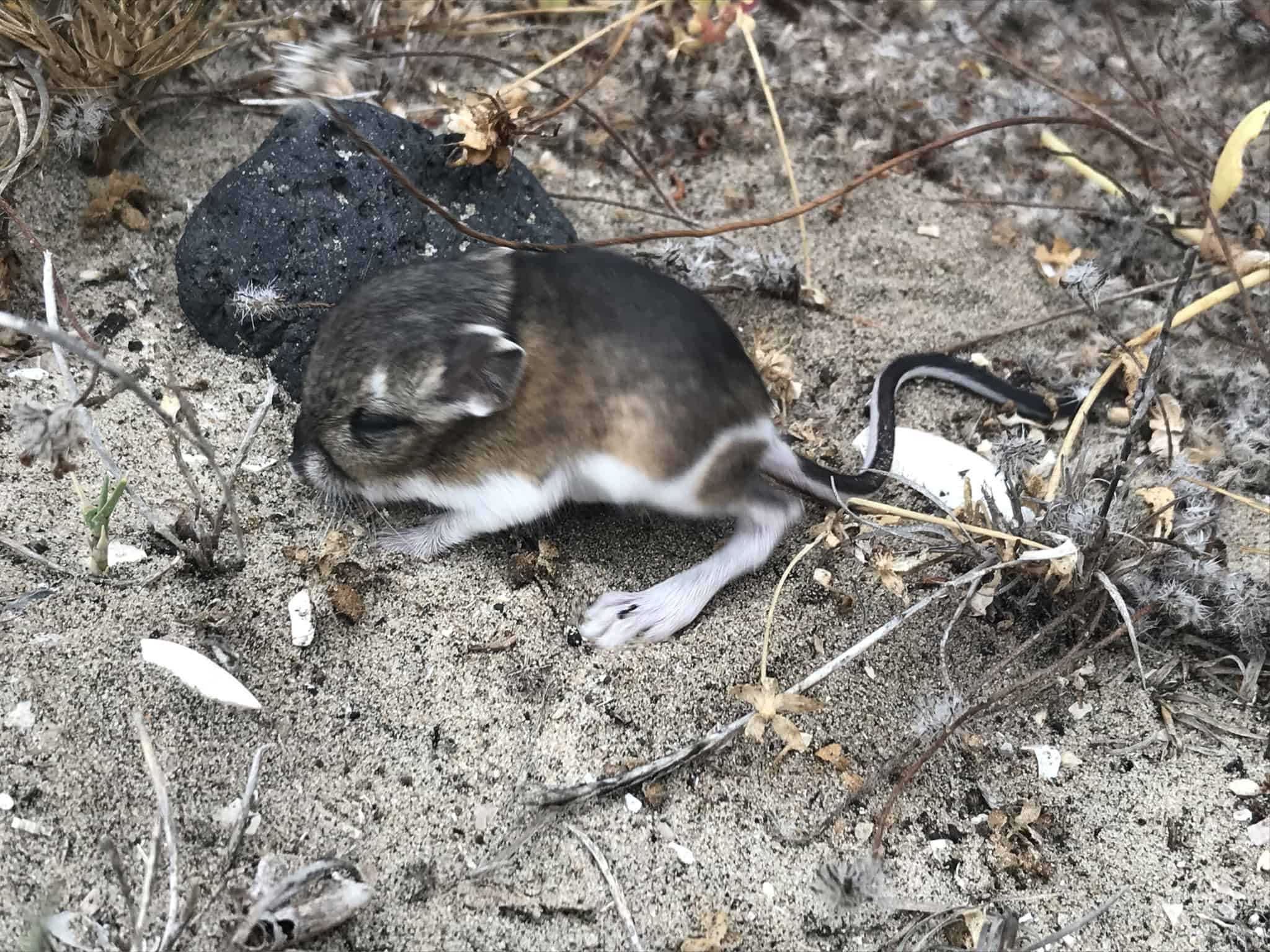 Why This Animal Can Survive Without Water for Decades - Animals Around ...