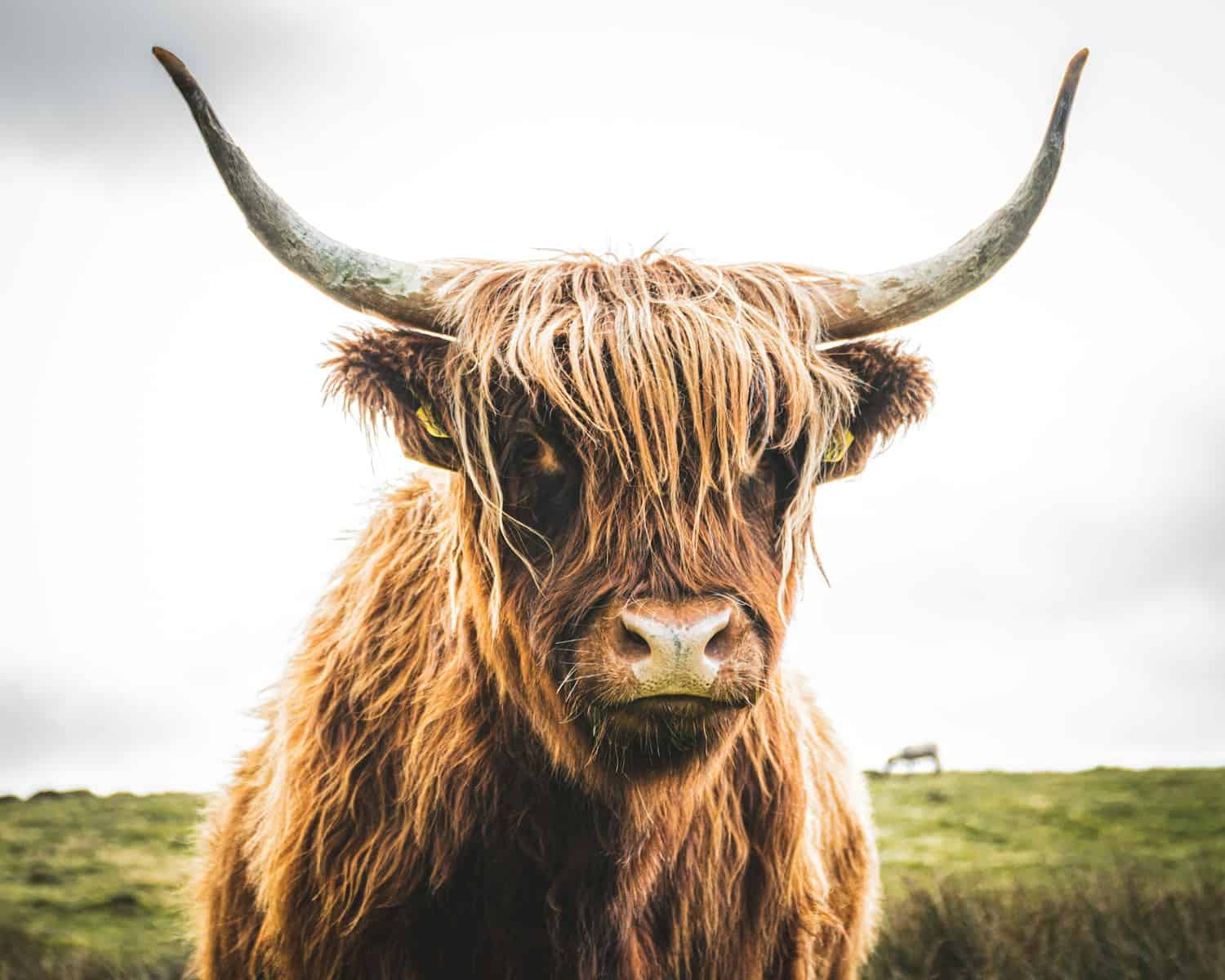 The Fluffiest Cows Conquering the World One Photo at a Time - Animals ...