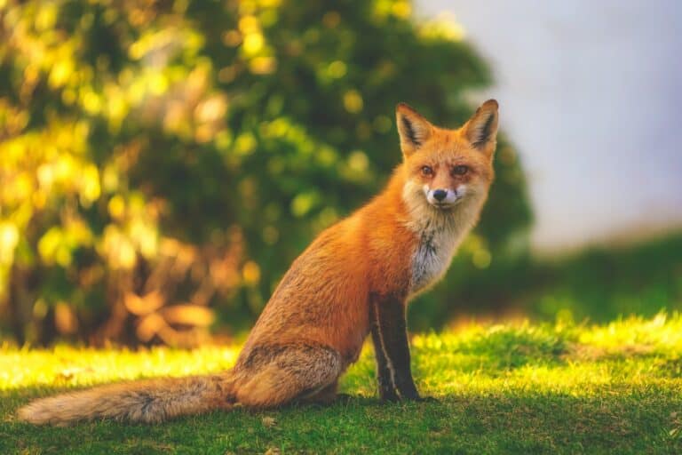 10 Incredible Things You Did not Know About Red Foxes - Animals Around ...