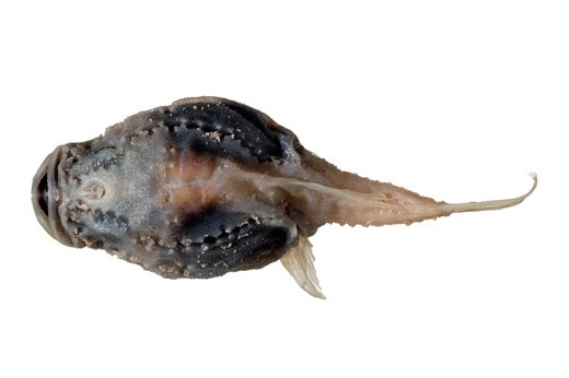 The Most Alien-Like Fish Discovered Off Alaska’s Coast
