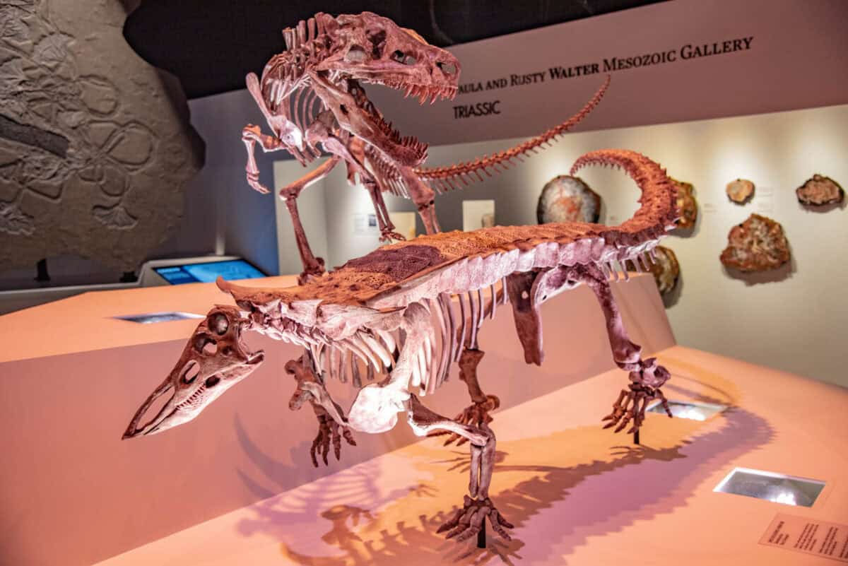 The Most Shocking Dinosaur Bones Found in the U.S. Midwest - Animals ...