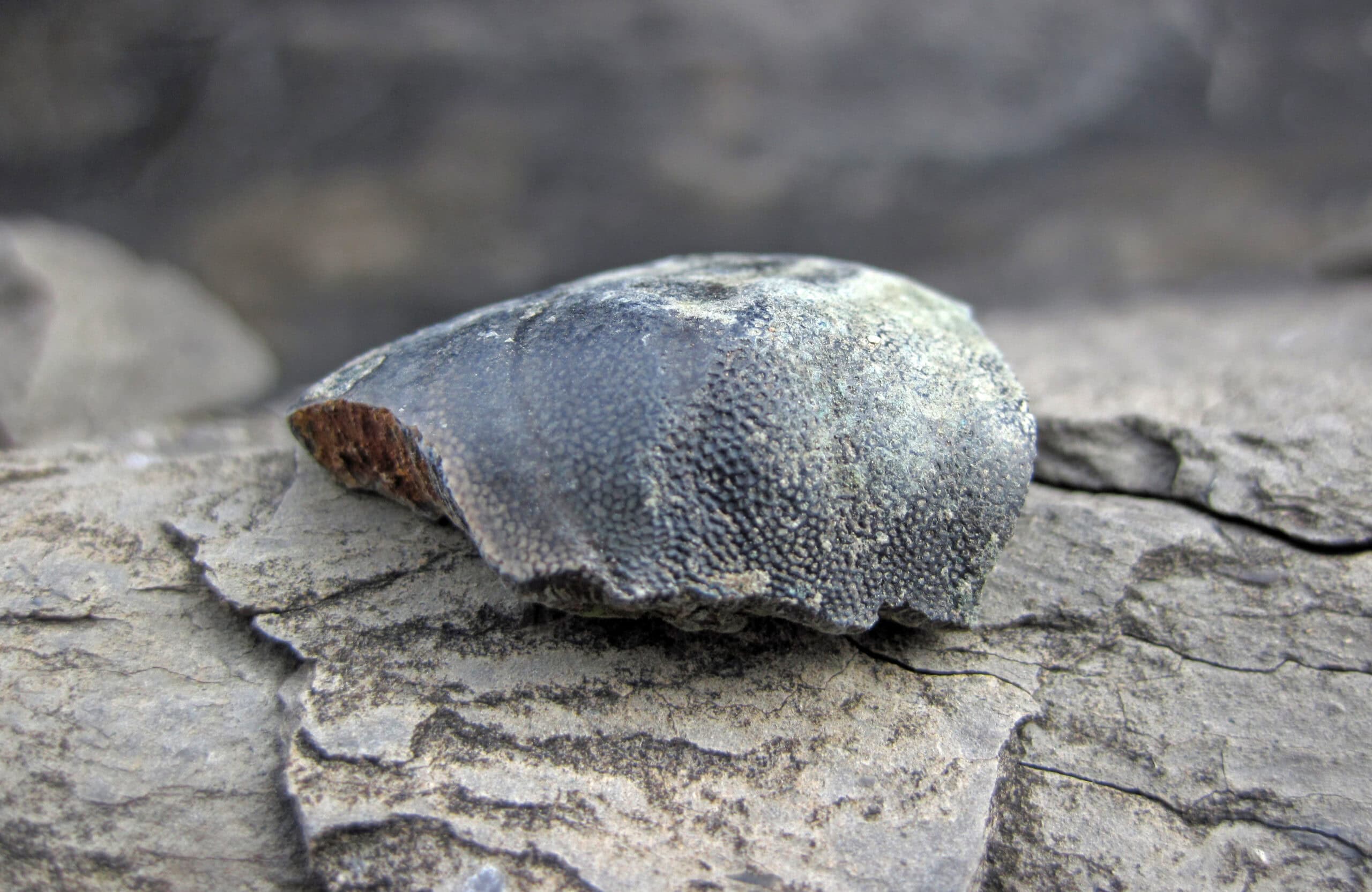 The Oldest Known Shark Fossil Found in the U.S. - Animals Around The Globe