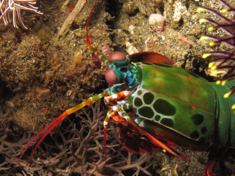 How the Mantis Shrimp Punches Faster Than a Bullet - Animals Around The ...