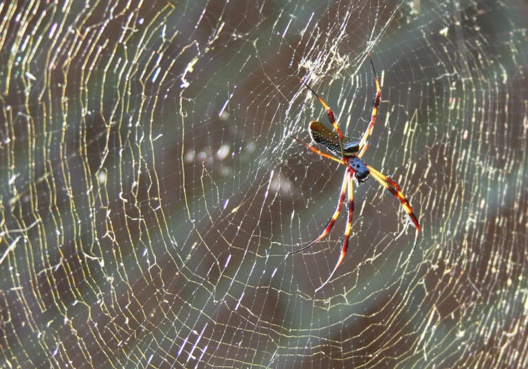 A Newly Discovered Spider Species Can Create the Strongest Web Ever ...