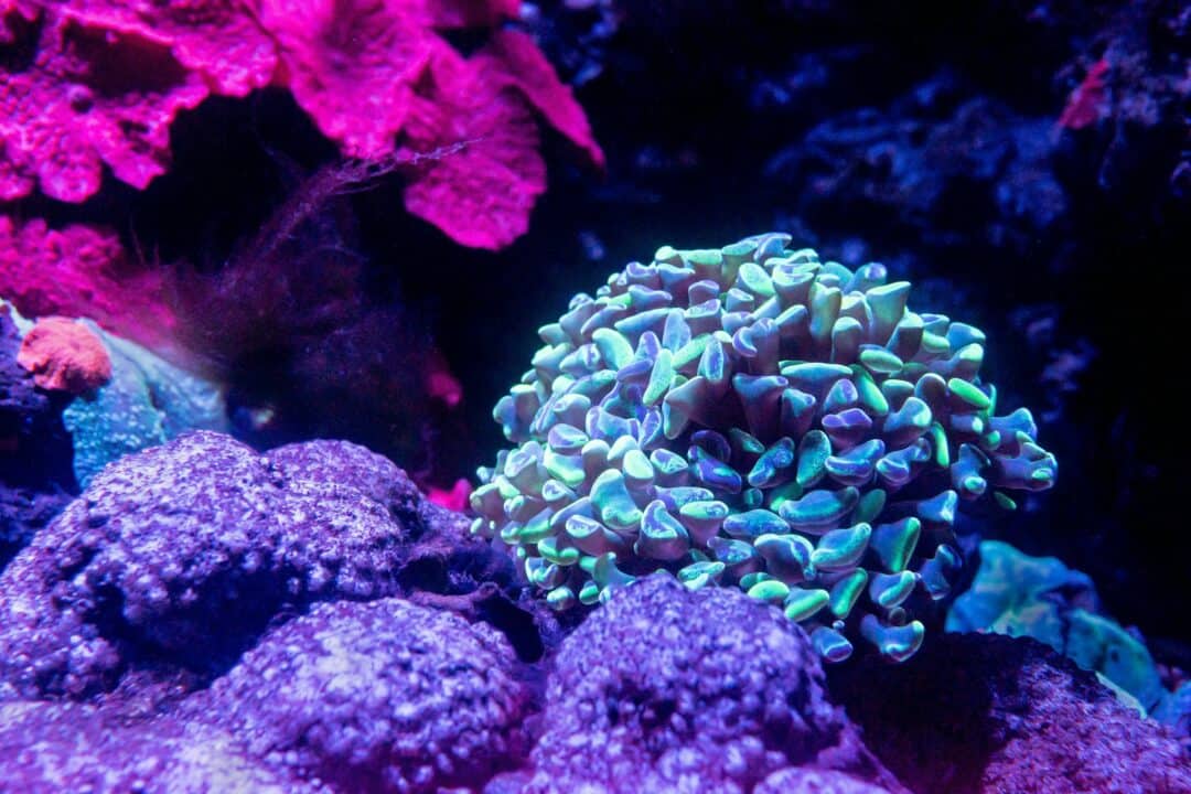 How Coral Reefs Support Animal Life Far Beyond the Ocean - Animals ...