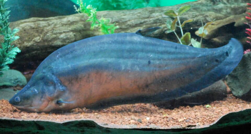 How Some Fish Use Electricity to Navigate in the Dark - Animals Around ...
