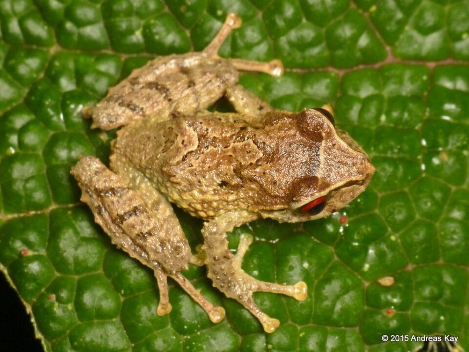 Why Darwin’s Frog Carries Its Young in Its Mouth - Animals Around The Globe