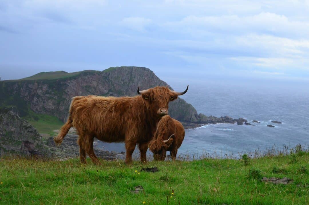 The Fluffiest Cows Conquering the World One Photo at a Time - Animals ...
