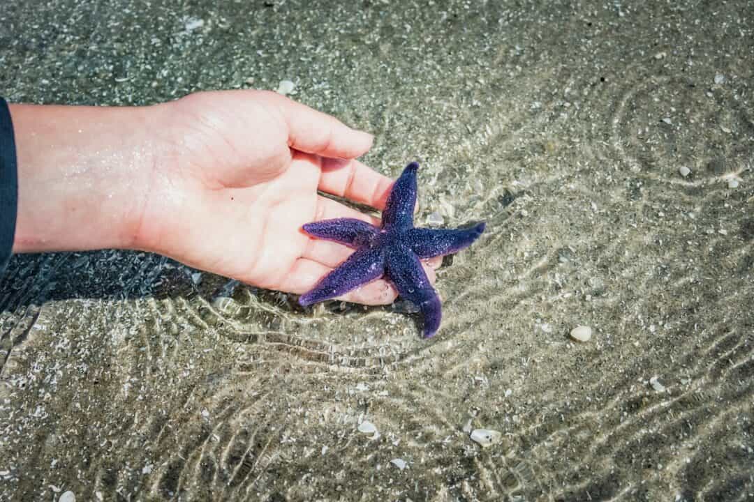 The Mysterious Disappearance of Sea Stars on the West Coast - Animals ...