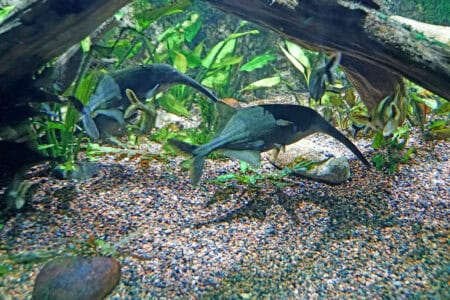 How Some Fish Use Electricity to Navigate in the Dark - Animals Around ...