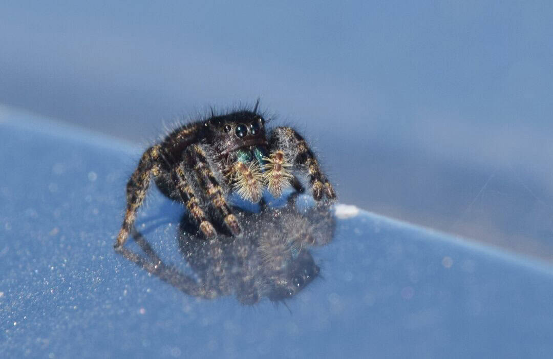 How Does Spiders Raining Down in Australia Happen?