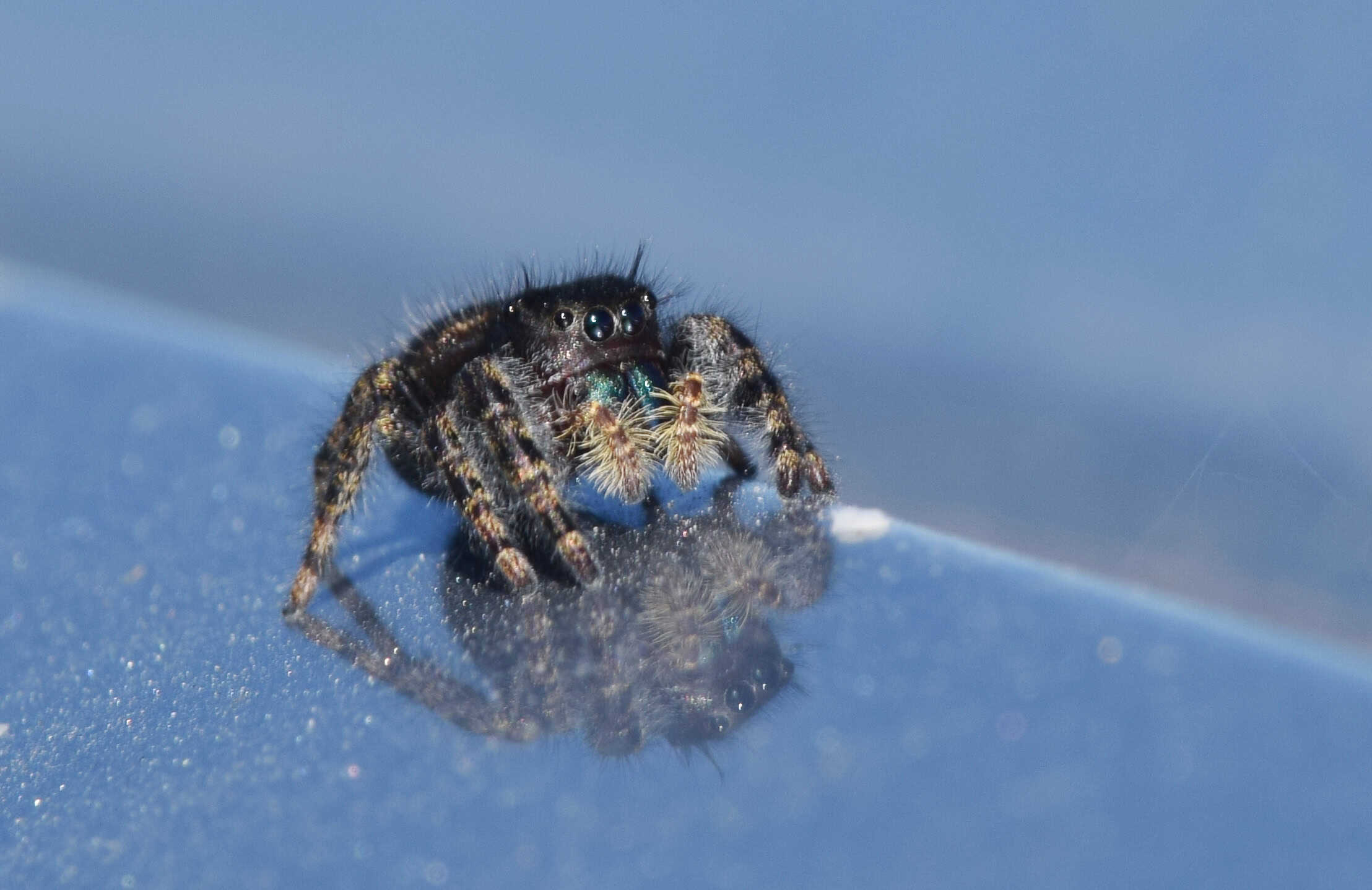 Why Some Spiders Can Fly Using Electricity in the Air - Animals Around ...