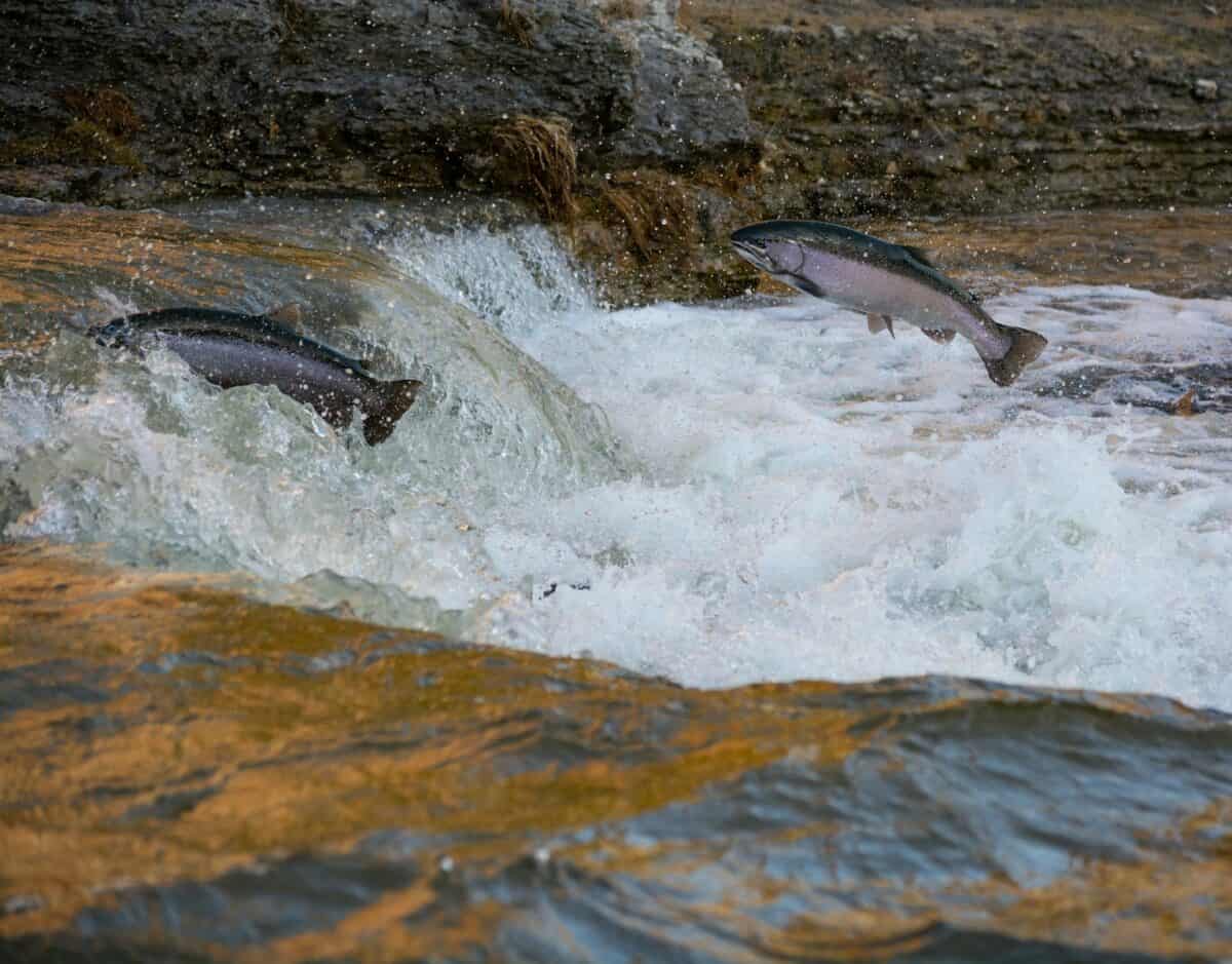 The Largest Trout Ever Pulled From U.S. Lakes - Animals Around The Globe