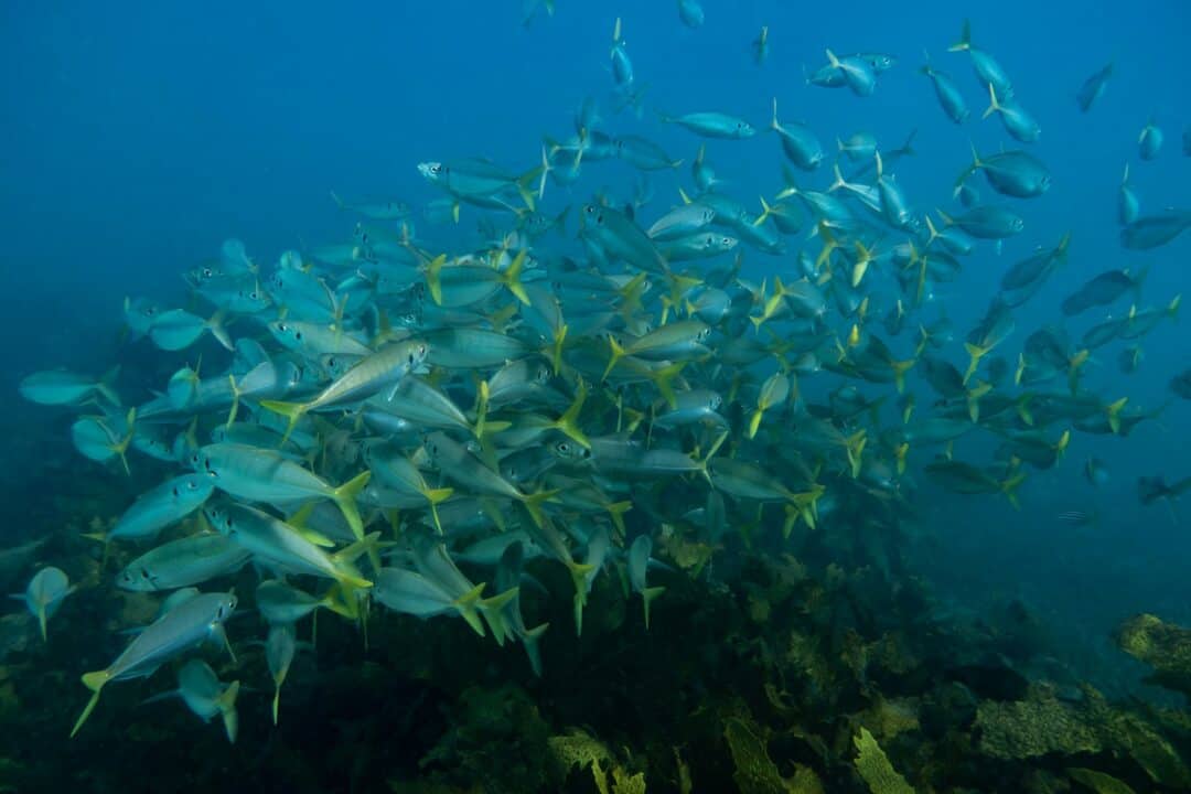 How Schools of Fish Move in Perfect Synchrony
