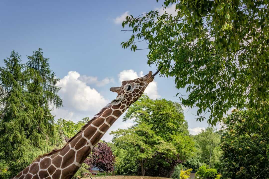 14 Fascinating Facts About Giraffes - Animals Around The Globe