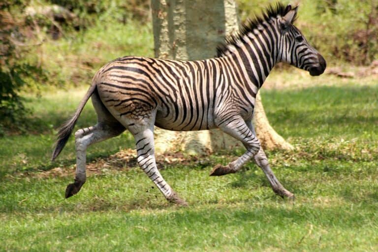 15 Facts About Wild Zebras You Have Never Heard Before - Animals Around ...
