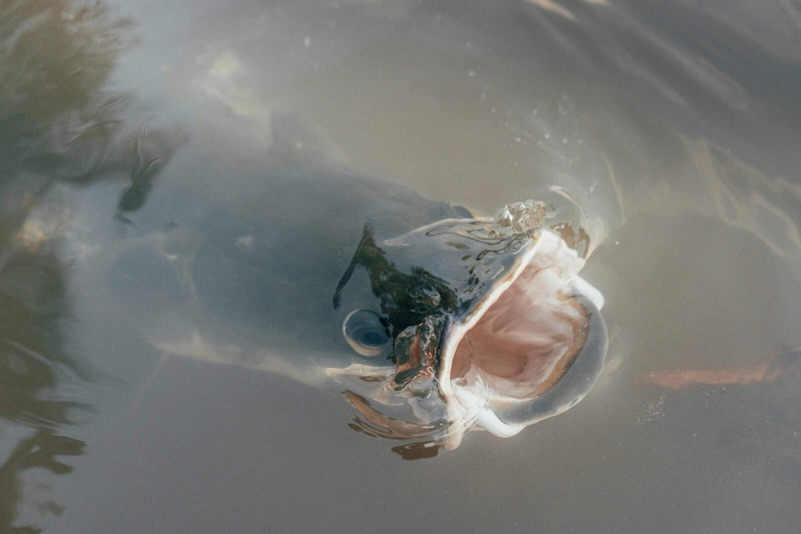 13 Creatures With Electric Powers - Animals Around The Globe