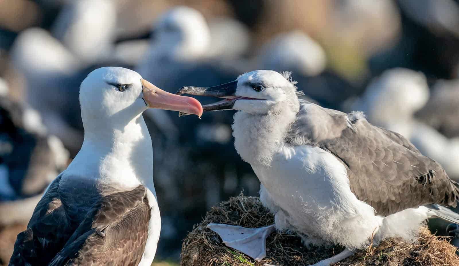 This Forgotten Island Holds the World's Largest Seabird Colony