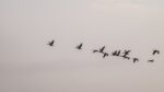 How Birds Use Earth’s Magnetic Field to Navigate
