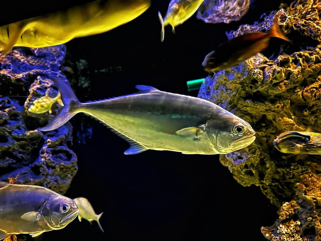 How Some Fish Can Breathe Both Underwater and on Land - Animals Around ...