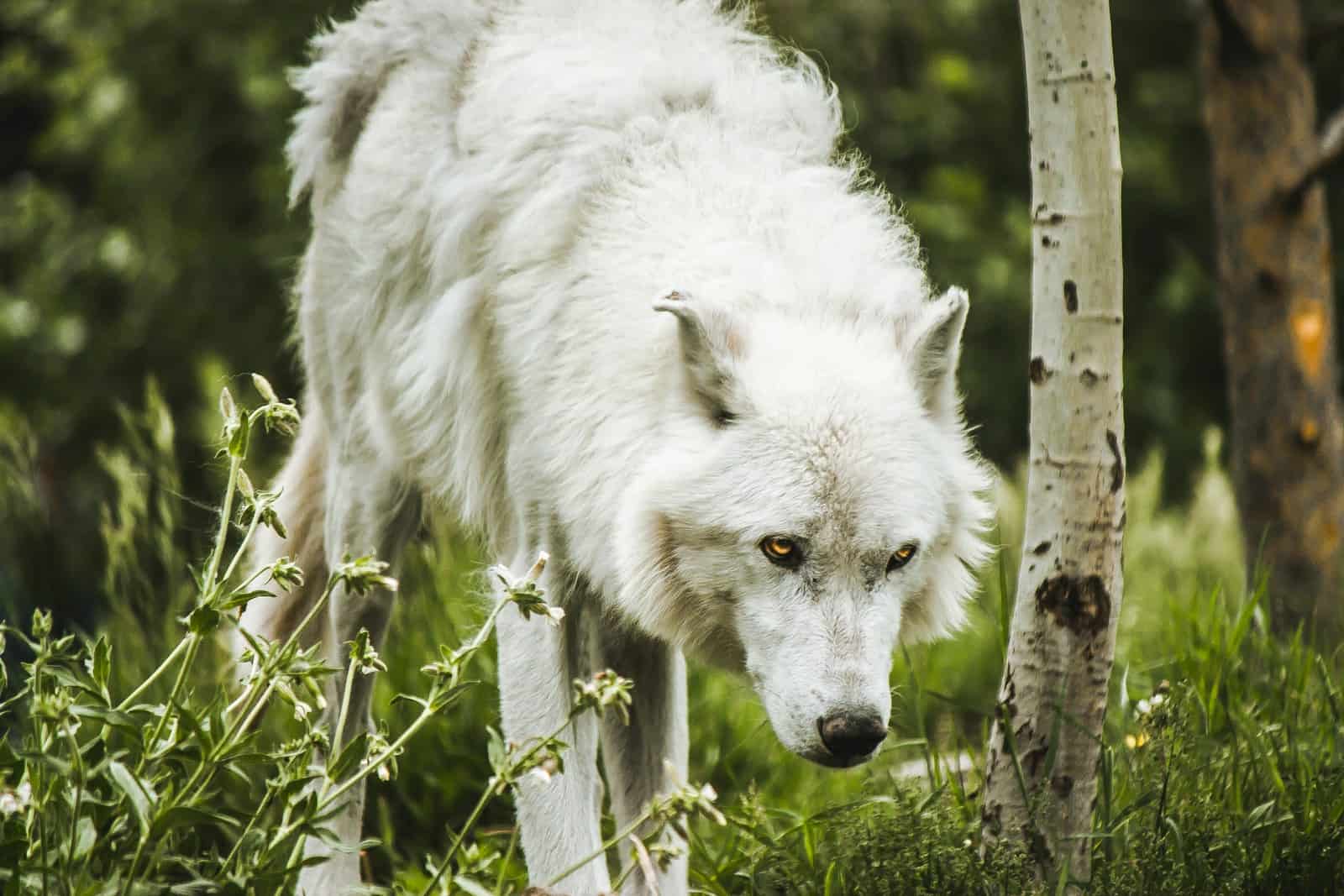 10 Dog Breeds That Look Like Wild Animals – But Make Great Pets ...