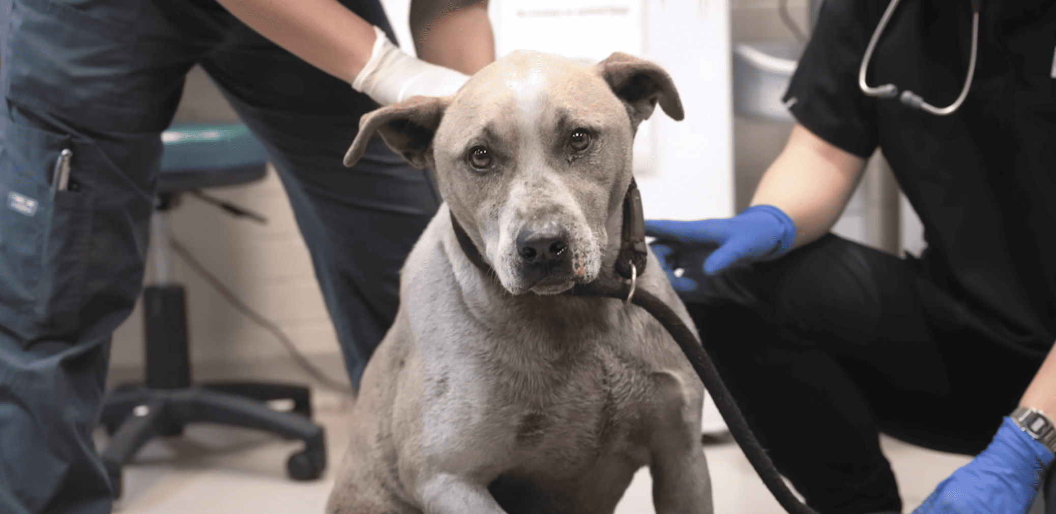 The Importance of Regular Vet Visits for Your Pet’s Health - Animals ...