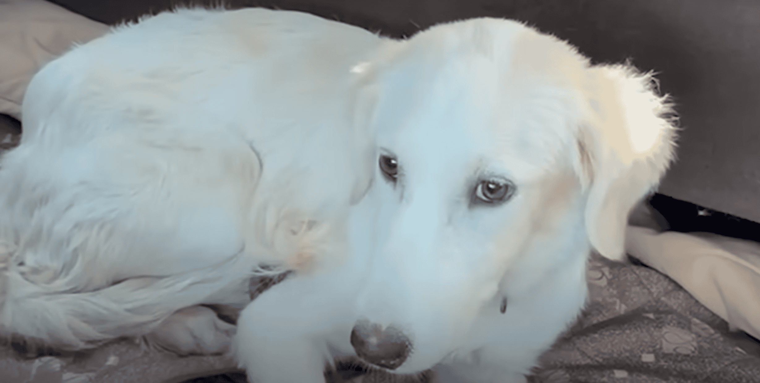 Terrified Great Pyrenees Puppy Learns How To Dog - Animals Around The Globe