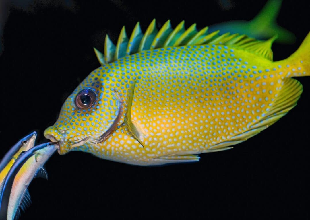 How Some Fish Can Breathe Both Underwater and on Land - Animals Around ...