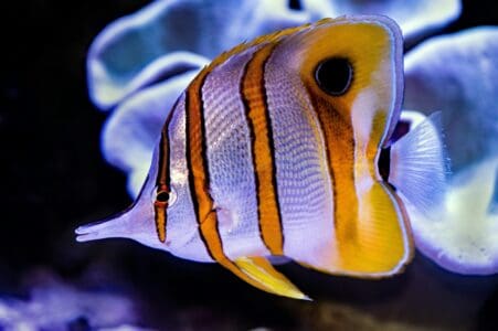 The Most Colorful Fish Ever Caught in Hawaii’s Reefs - Animals Around ...