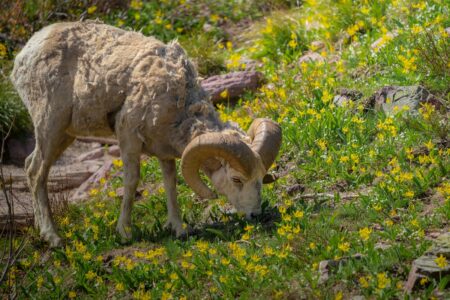 12 Incredibly Rare Animal Hybrids That Actually Exist - Animals Around ...