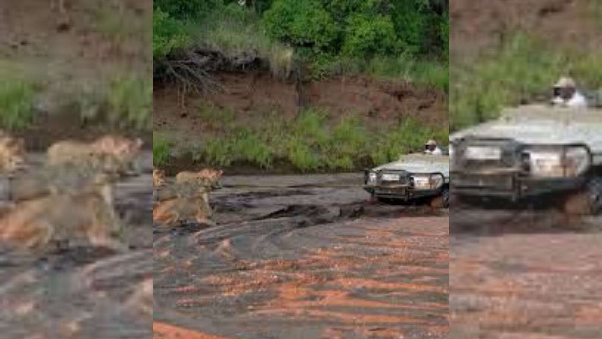 Young Lion Tries to Tow Stuck Safari Truck in Botswana - Video ...