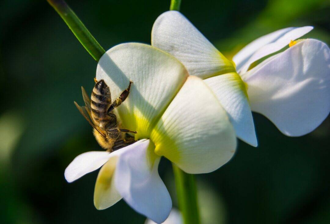 Can Bees Can Be Trained to Detect Bombs? - Animals Around The Globe