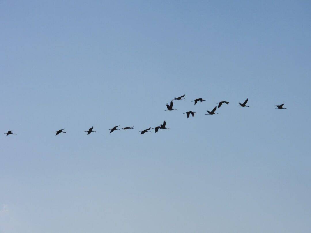Why Birds Are Flying North Sooner Than Ever Before - Animals Around The ...
