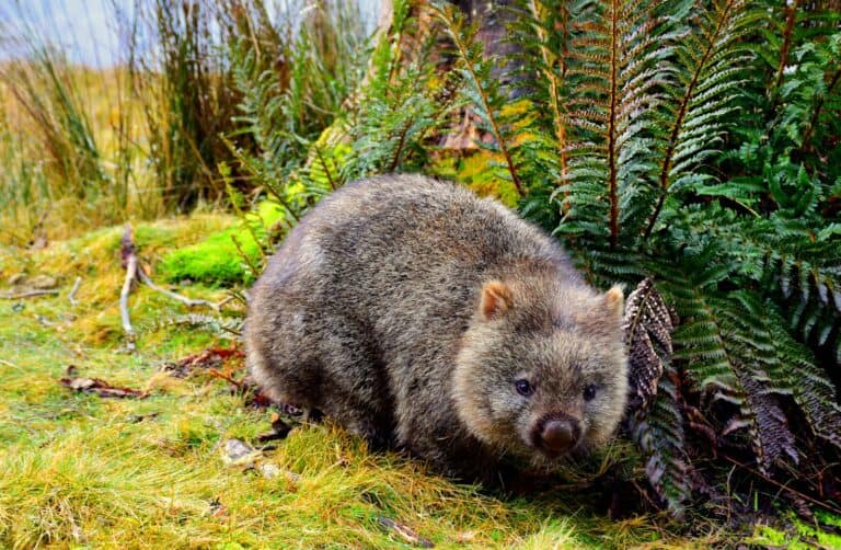 Why Wombats Build Square Poop—and What It Means