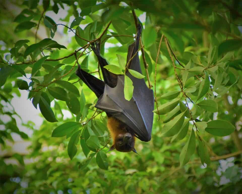 15 Nocturnal Animals You will Only See After Dark - Animals Around The ...