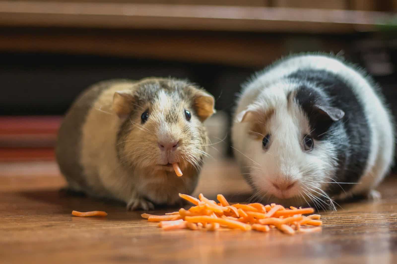 What a Hamster’s Squeaks Really Mean