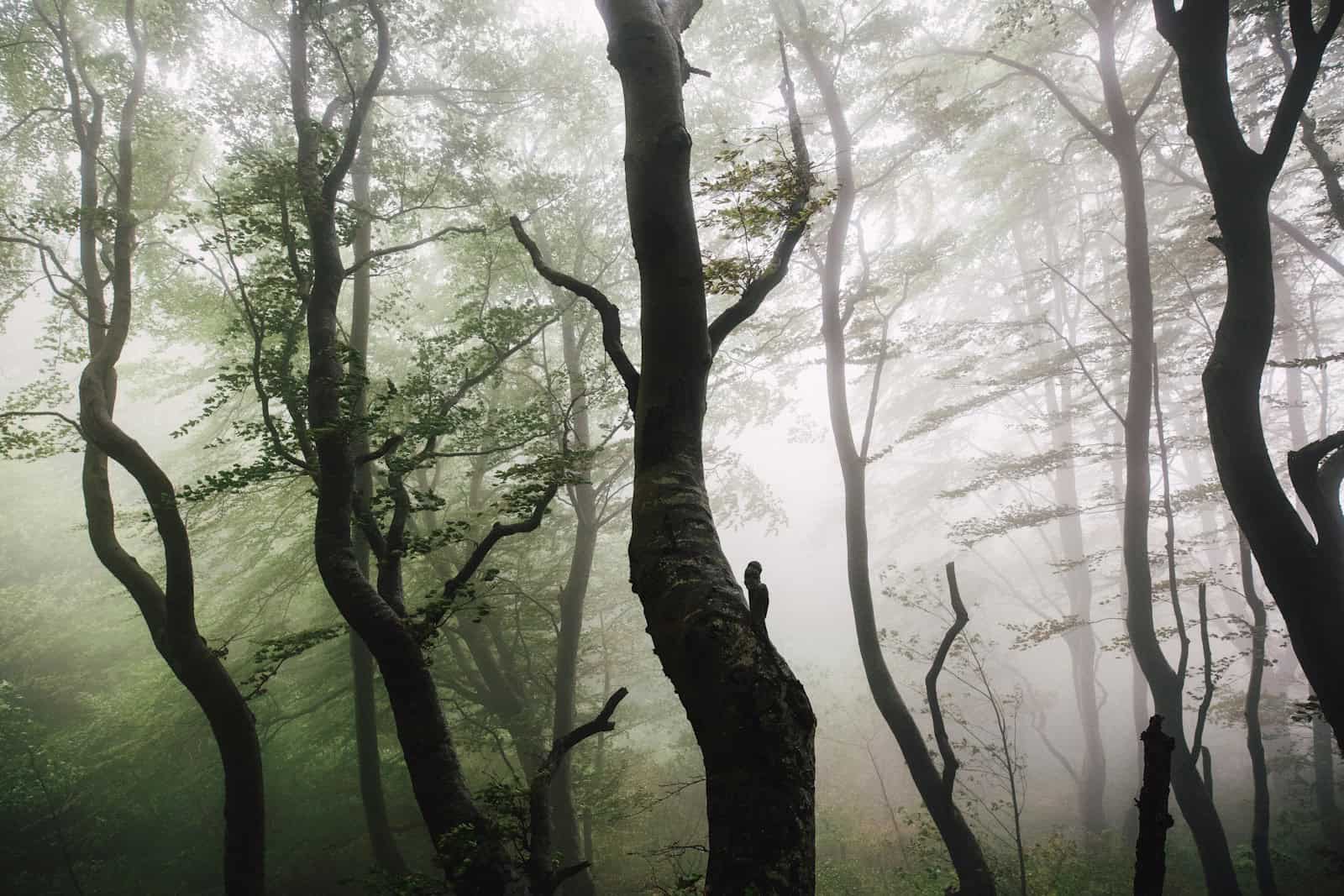 Scientists Just Found the Oldest Living Tree—And It’s Over 5,000 Years ...