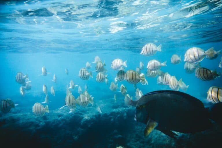 The Most Colorful Fish Ever Caught in Hawaii’s Reefs - Animals Around ...